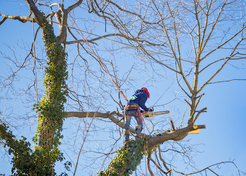 Tree Lopping Sutherland Shire – Professional Tree Services Sutherland Shire