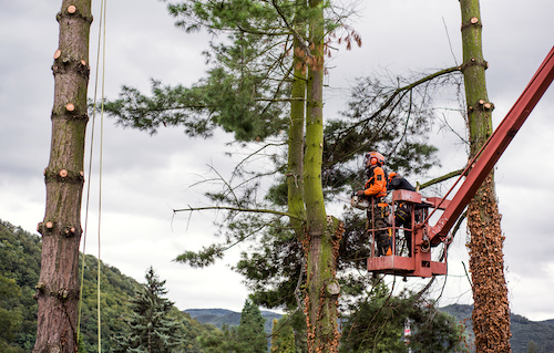 Tree Lopping Sutherland Shire – Professional Tree Services Sutherland Shire